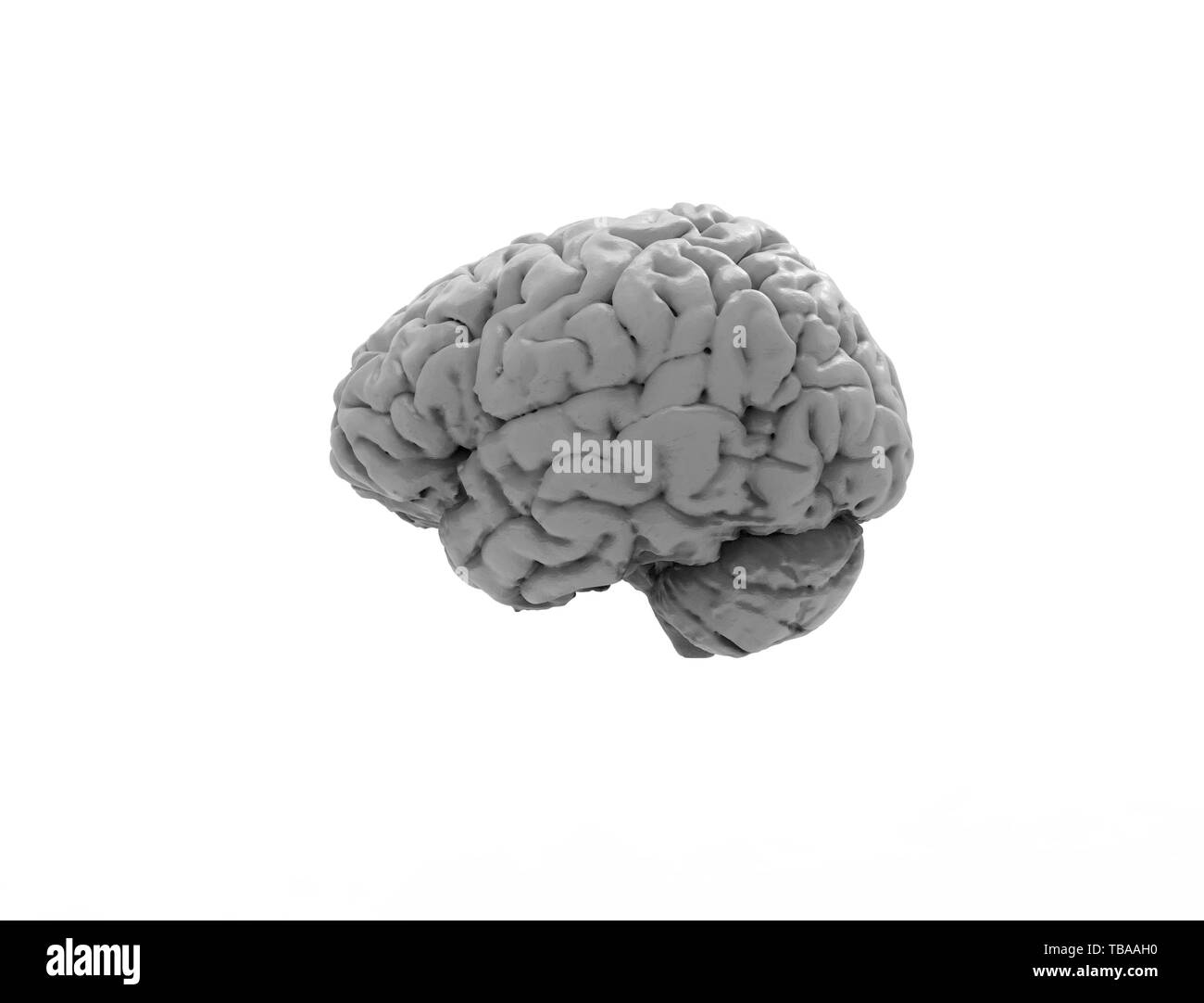 3D rendering of a human brain isolated in studio background Stock Photo ...
