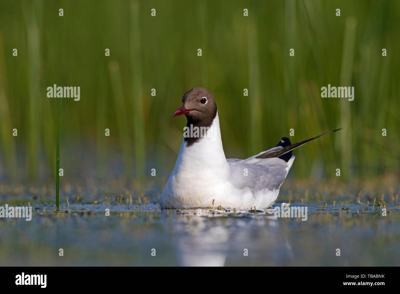 Black headed gull breeding plumage hi-res stock photography and images ...
