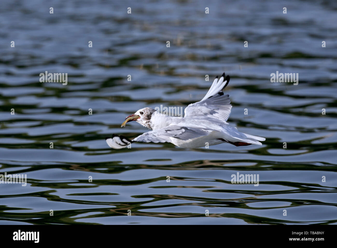 Black-headed gull (Chroicocephalus ridibundus / Larus ridibundus) in ...