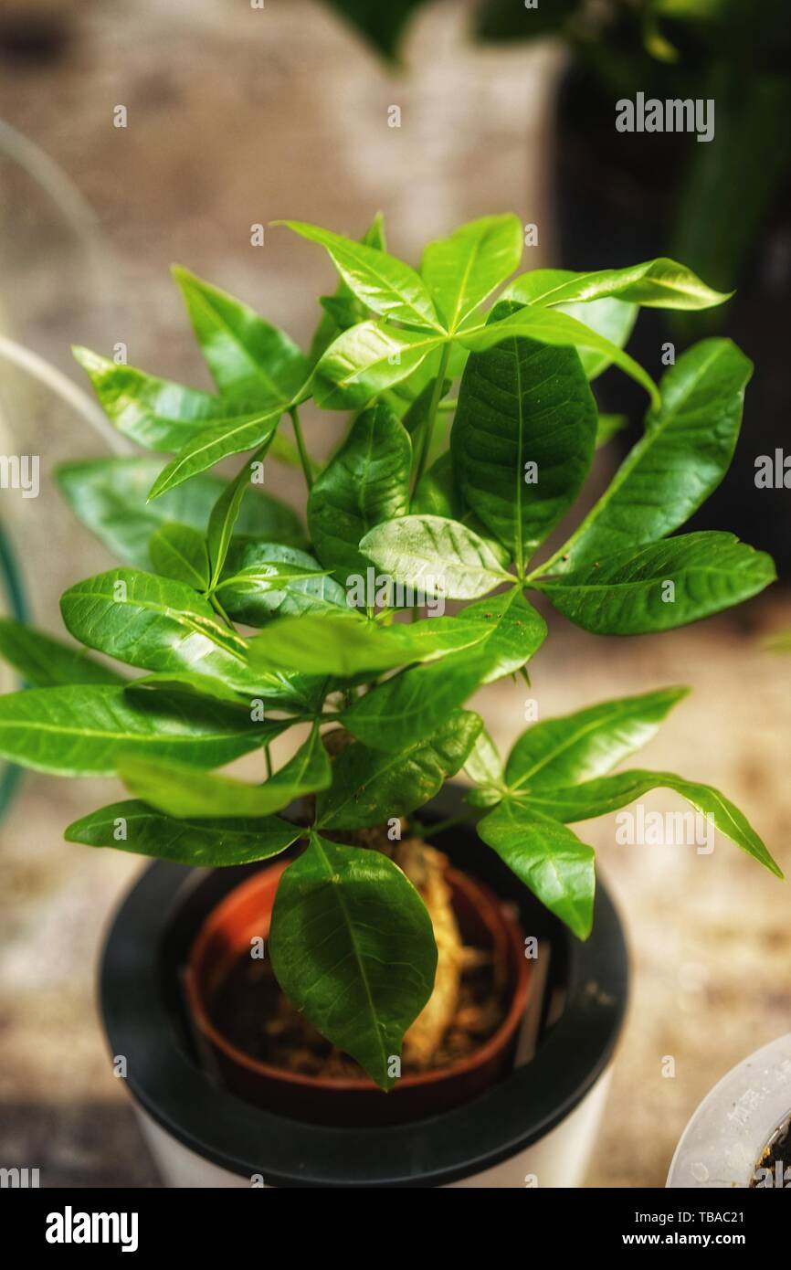 Herbs and rich trees hi-res stock photography and images - Alamy