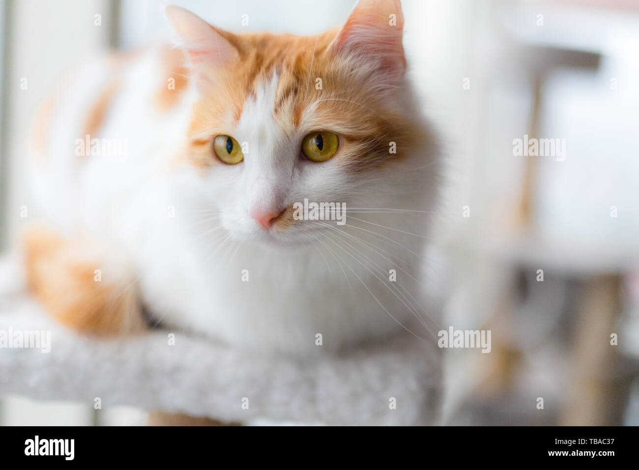 Chinese kitty hi-res stock photography and images - Alamy