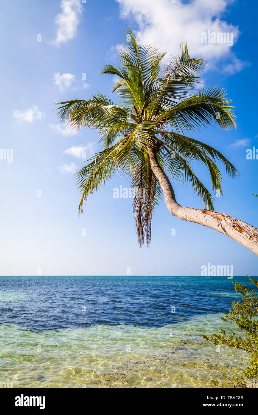Coconut trees by the sea Stock Photo - Alamy