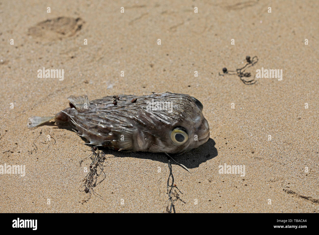 Dead fish on the beach Stock Photo - Alamy