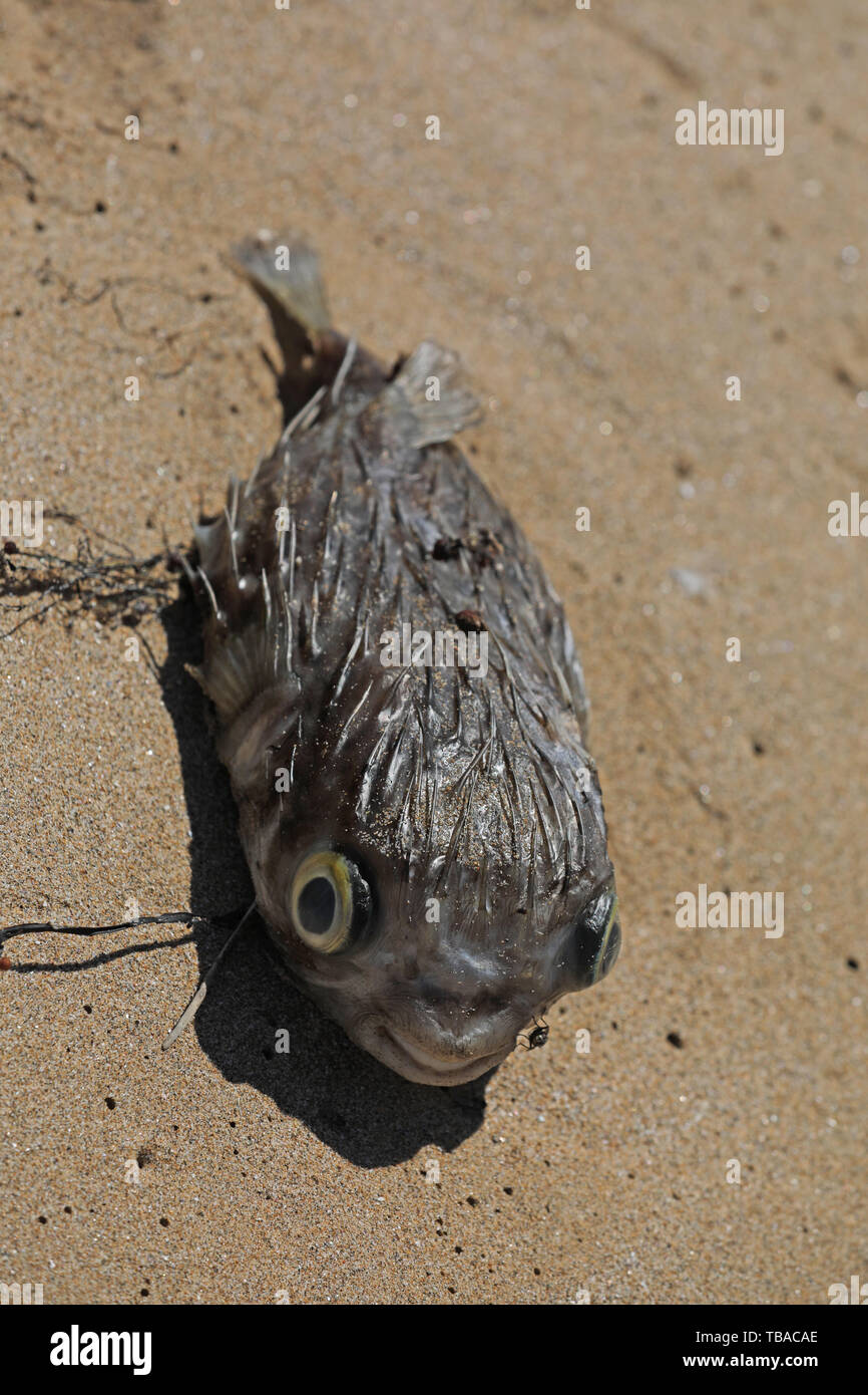 Dead fish on the beach Stock Photo - Alamy