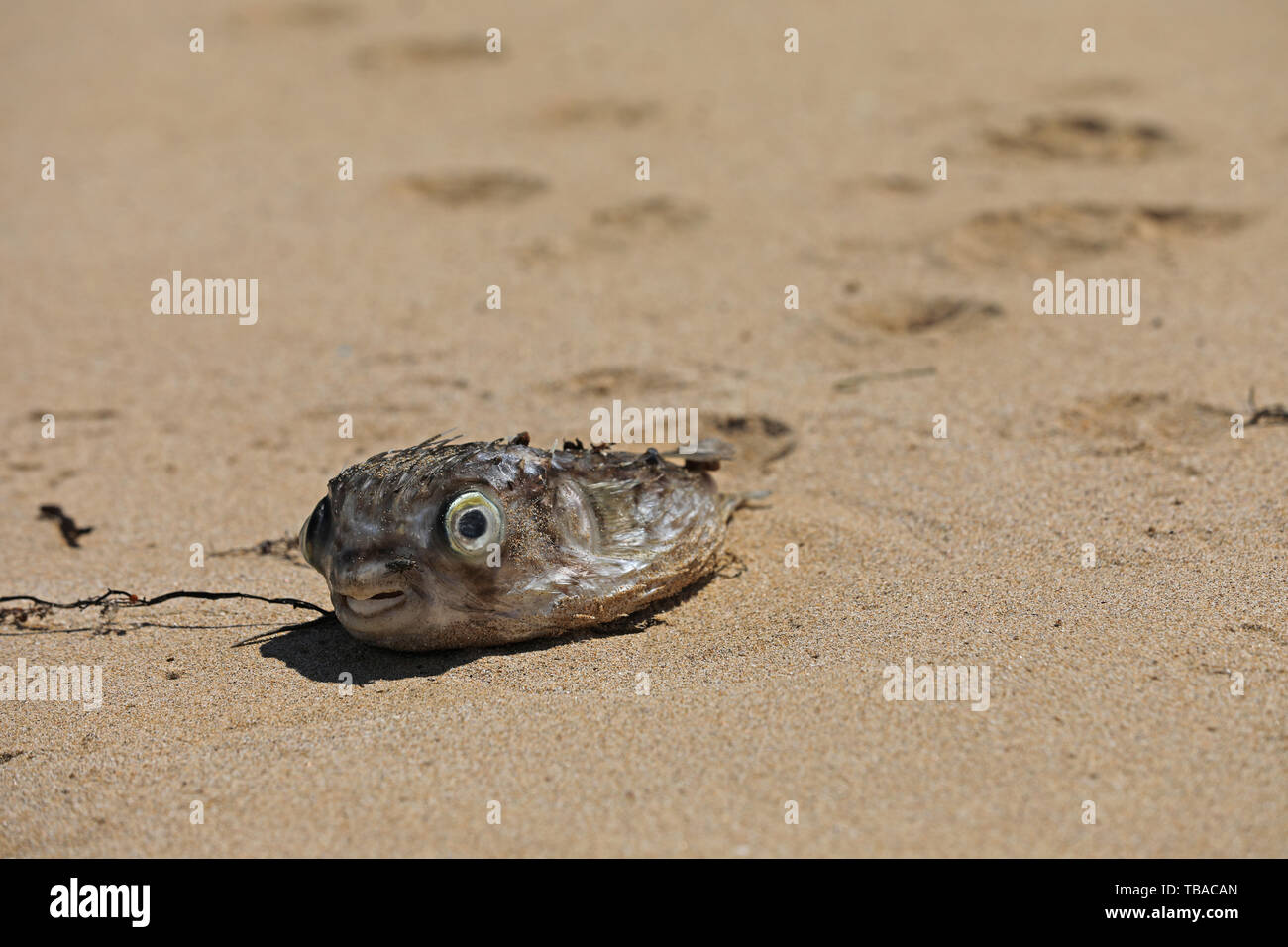 Dead fish on the beach Stock Photo - Alamy