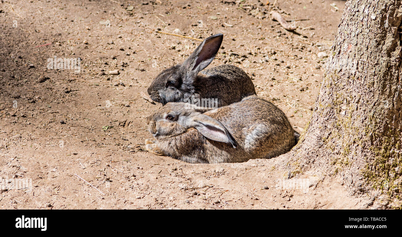 Bunny on stump hi-res stock photography and images - Alamy
