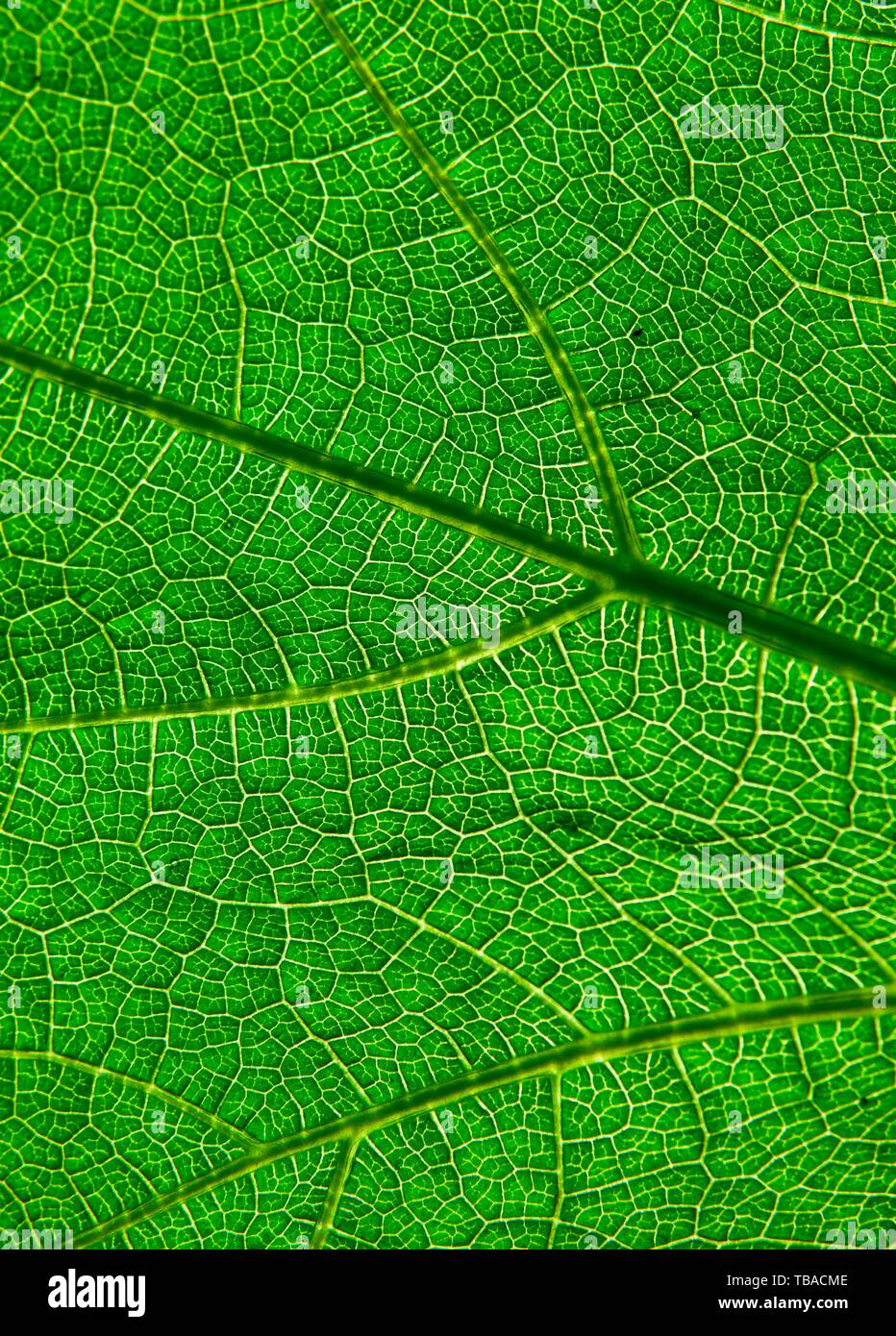 Background diagram of green leaves Stock Photo - Alamy