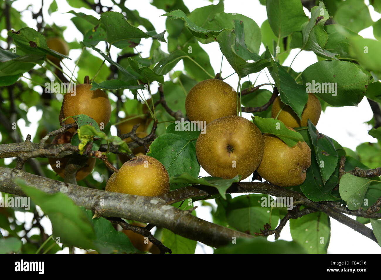 Pears development hi-res stock photography and images - Alamy