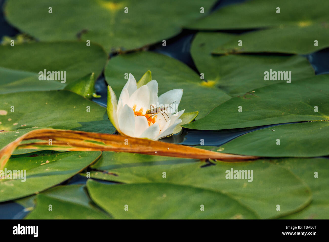 The flowers and grass of Alshan Stock Photo - Alamy