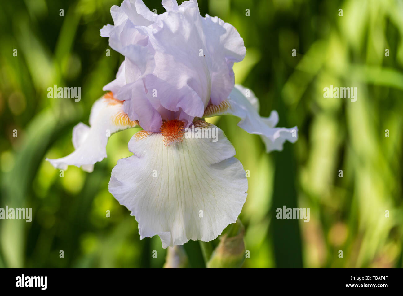 White iris iridaceae flower blooming hi-res stock photography and ...