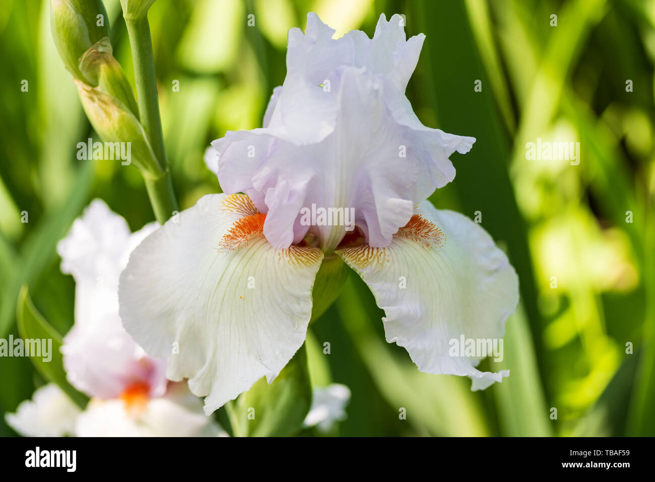 a side view of a white bearded iris Stock Photo - Alamy