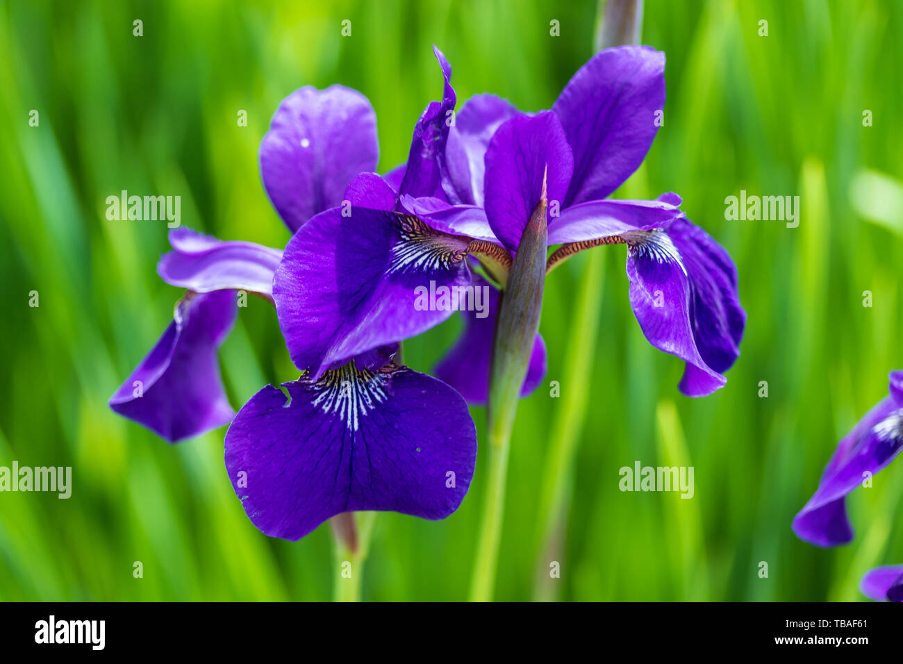 two purple Japanese Iris in the garden at sunrise Stock Photo - Alamy