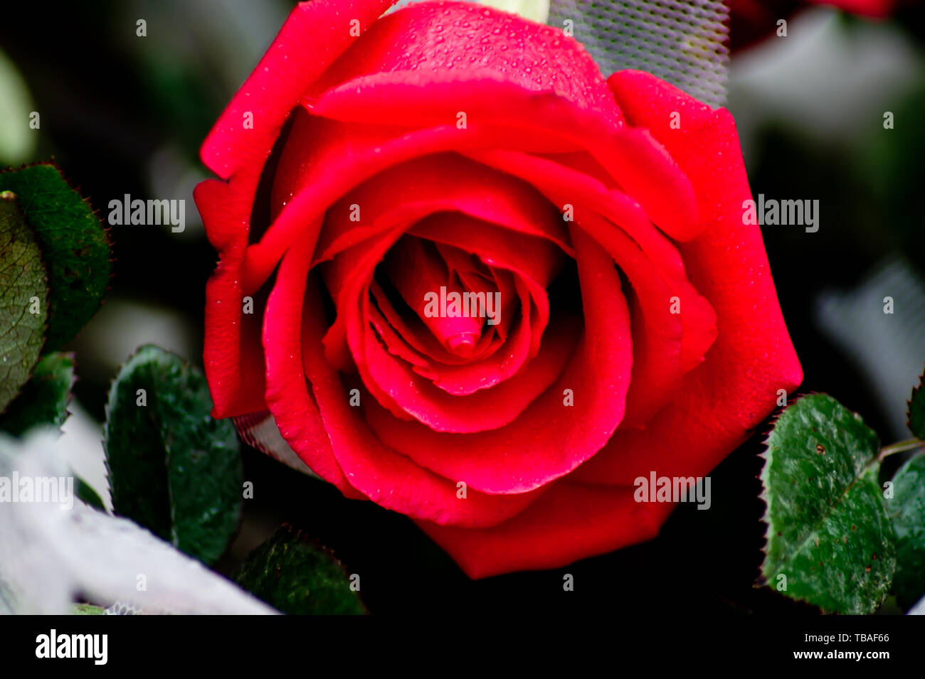 Flaming rose hi-res stock photography and images - Alamy