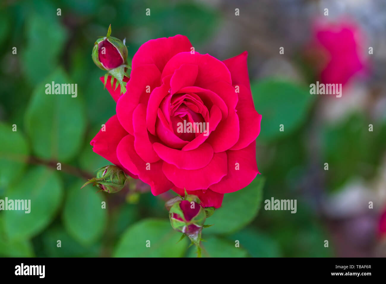 the opening of a red rose blossom in the rose garden Stock Photo - Alamy