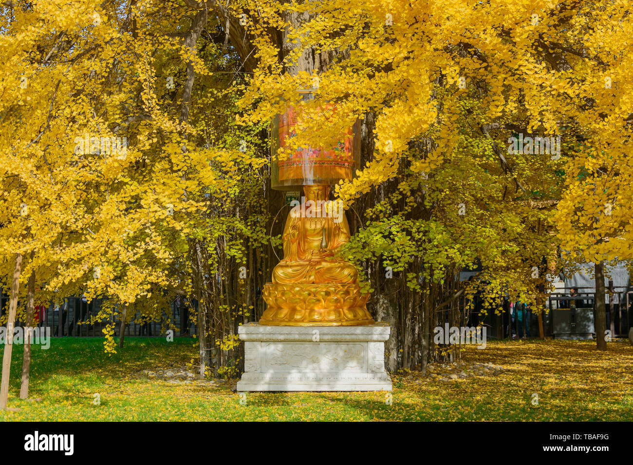 Photographs of the ancient Guanyin Zen Temple in Xi'an City, containing ...