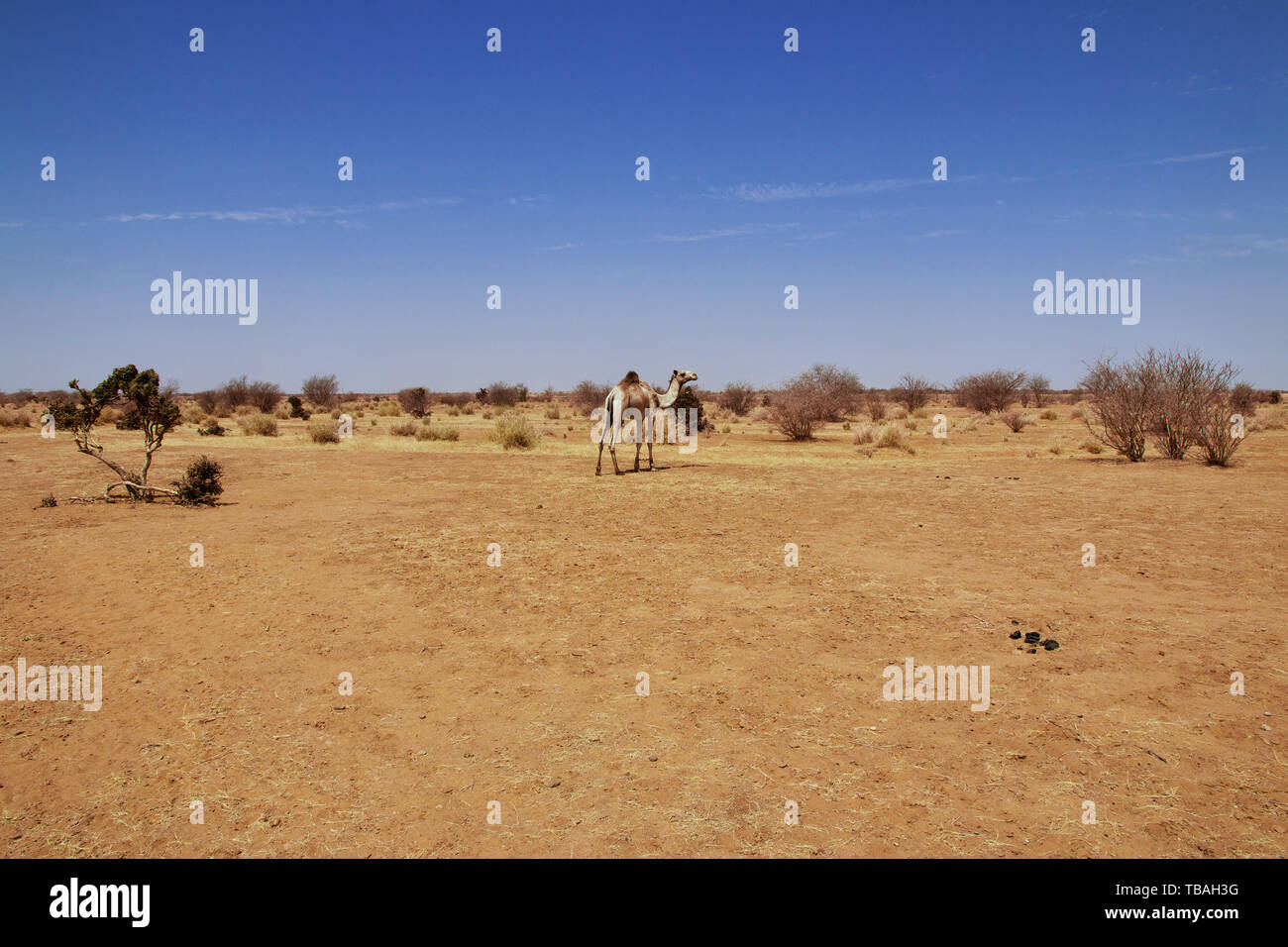 Desert Of Sudan Stock Photo - Alamy