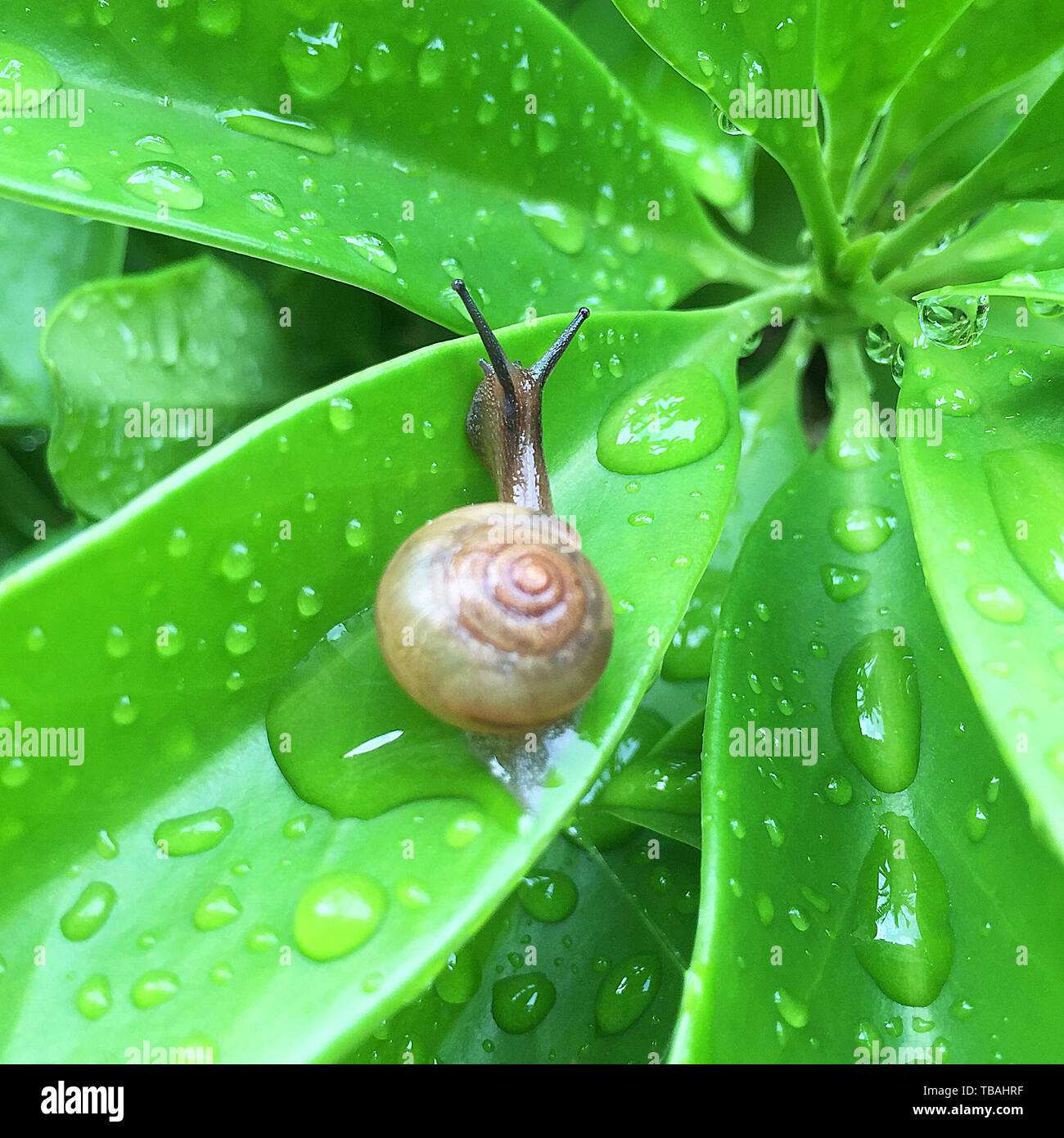 Shellfish purity and mucus hi-res stock photography and images - Alamy