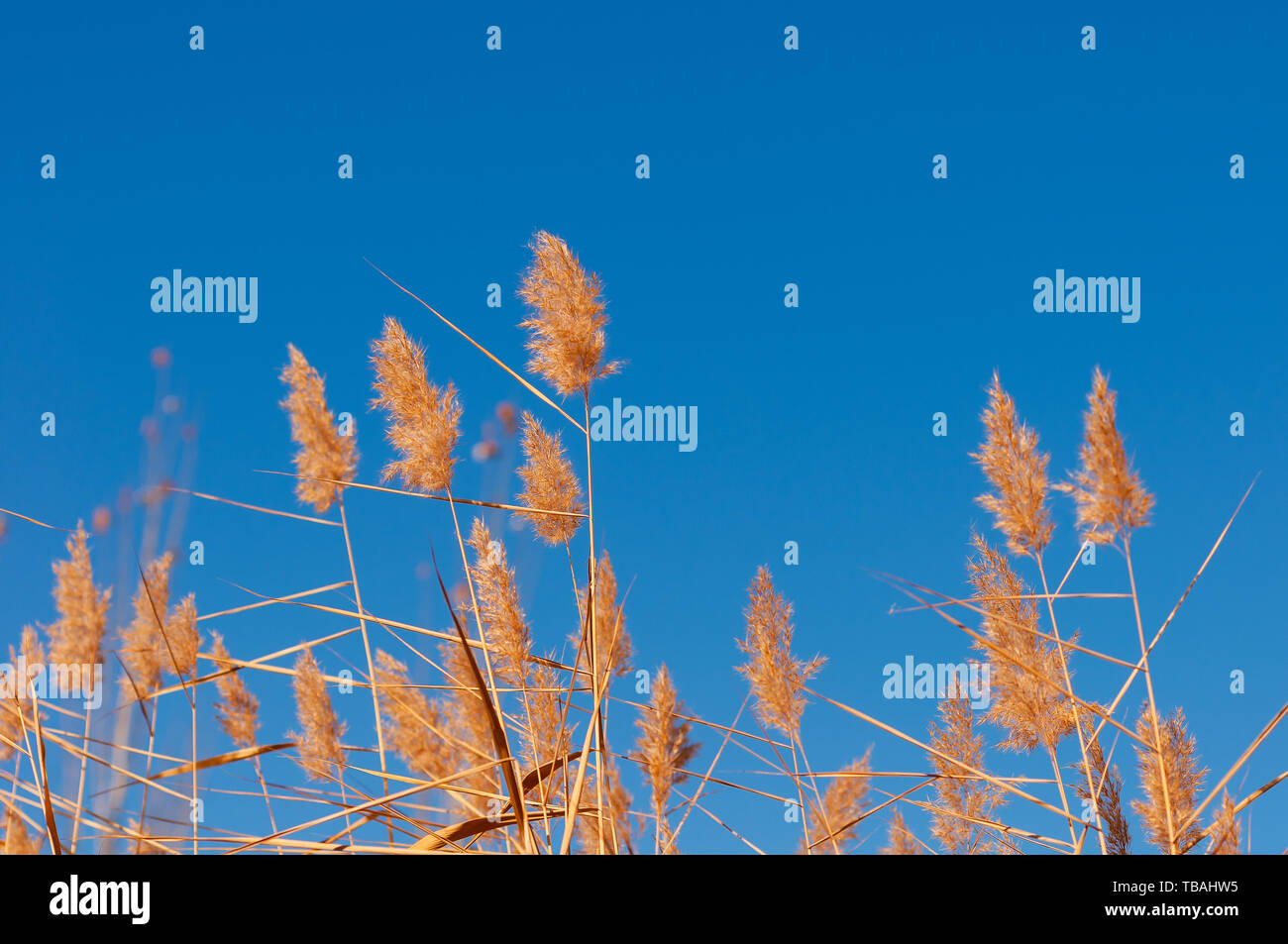Reed flowers floating in the wind hi-res stock photography and images ...