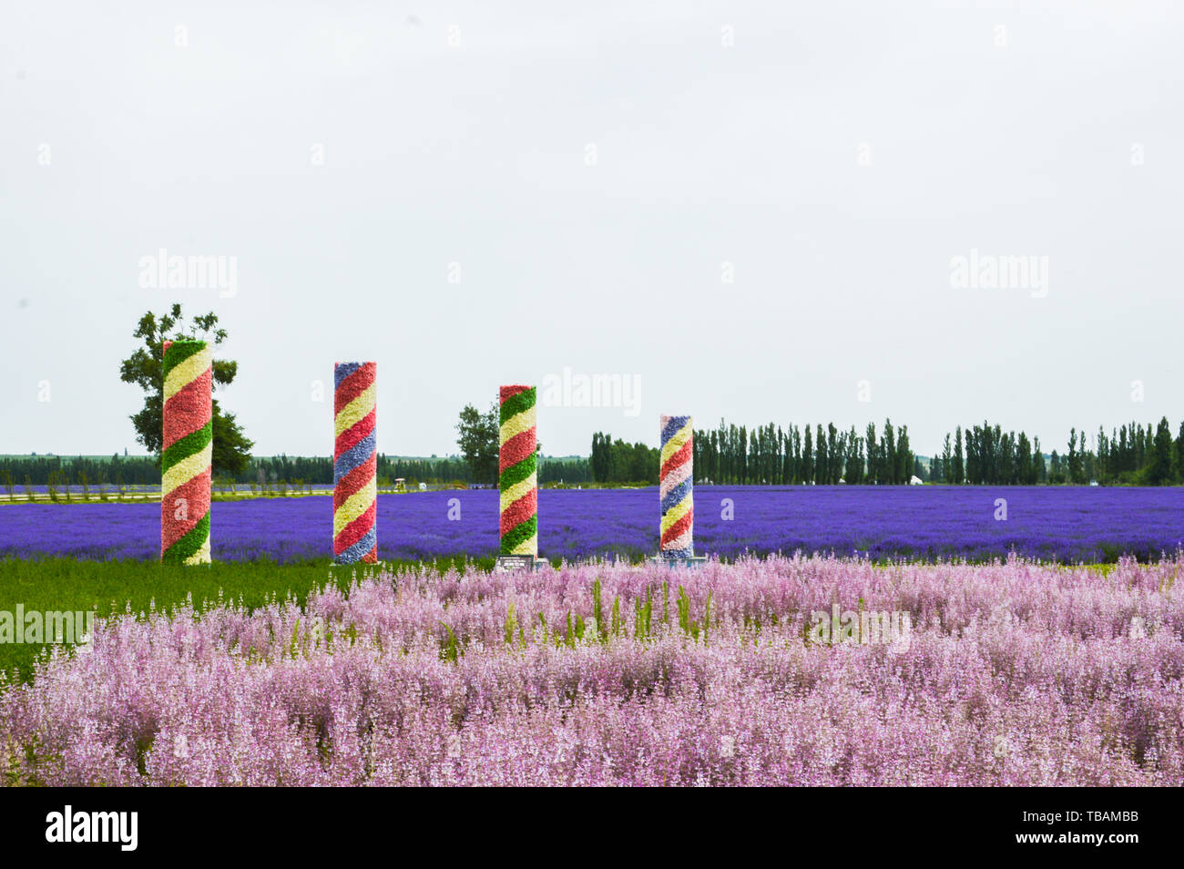 Lavender manor hi-res stock photography and images - Alamy