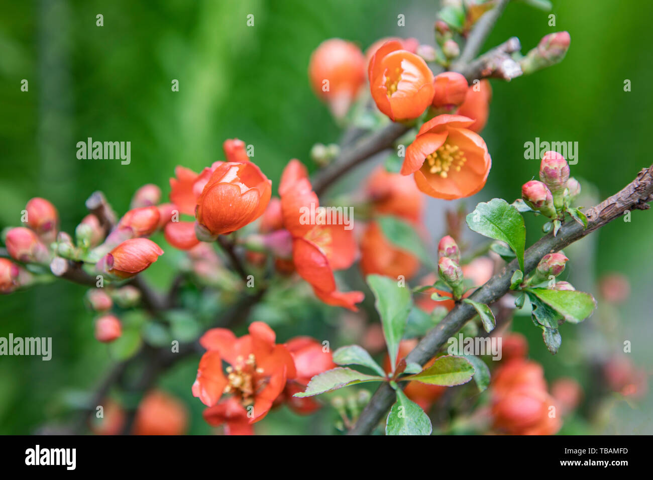 The forest tree on the mountain with small orange flowers throughout ...