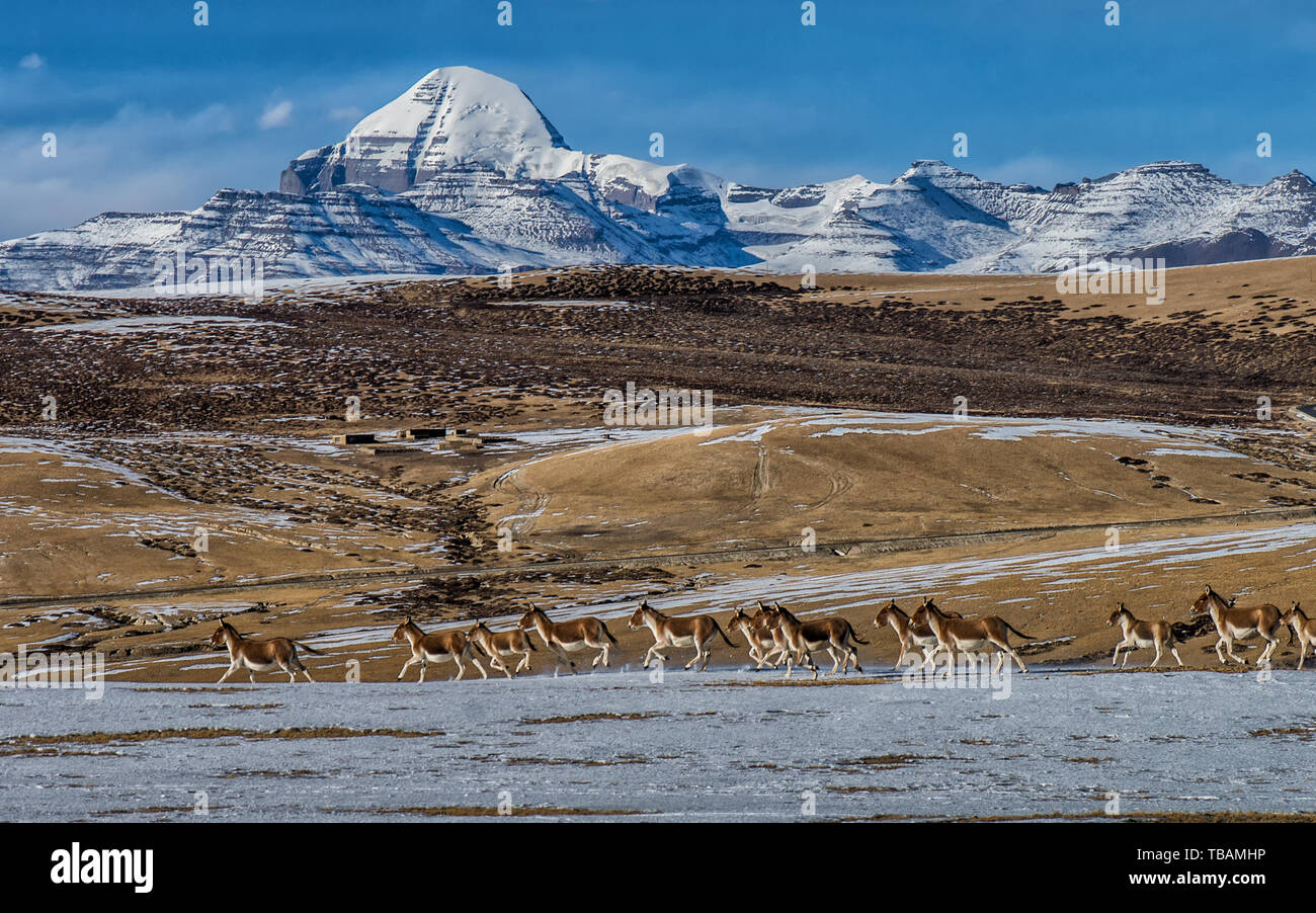 Tibetan wild donkey hi-res stock photography and images - Alamy