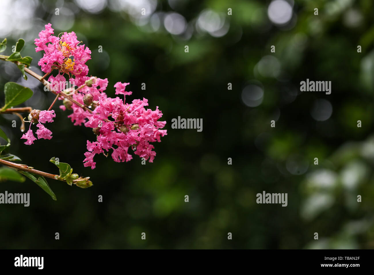 Beautiful crape myrtle flowers in summer Stock Photo - Alamy