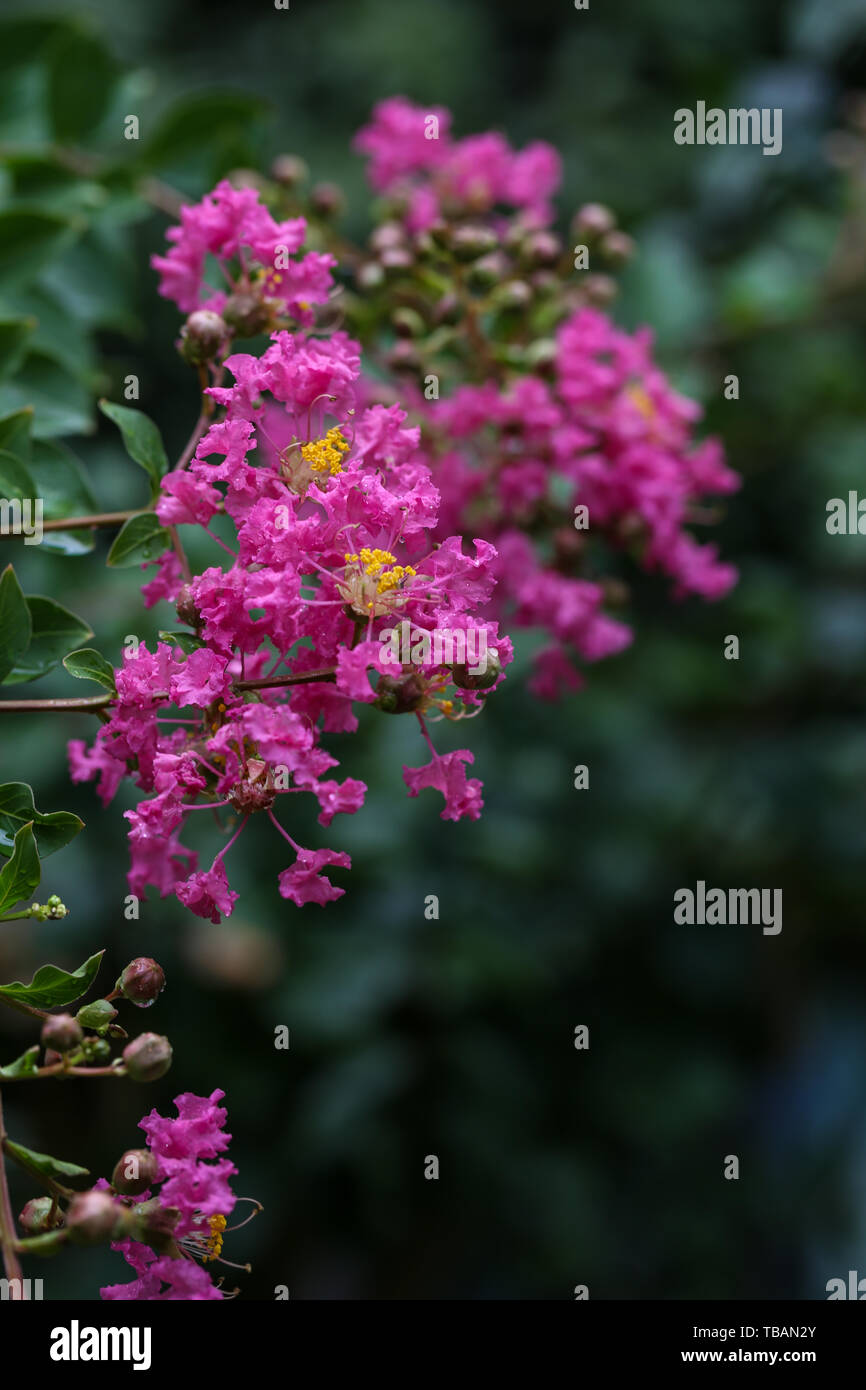 Beautiful crape myrtle flowers in summer Stock Photo - Alamy