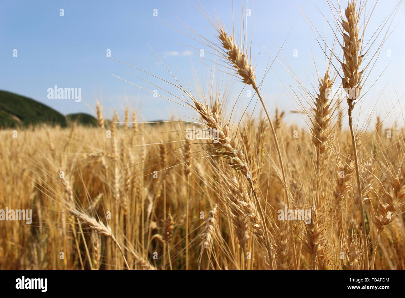 Autumn wheat fields Stock Photo - Alamy