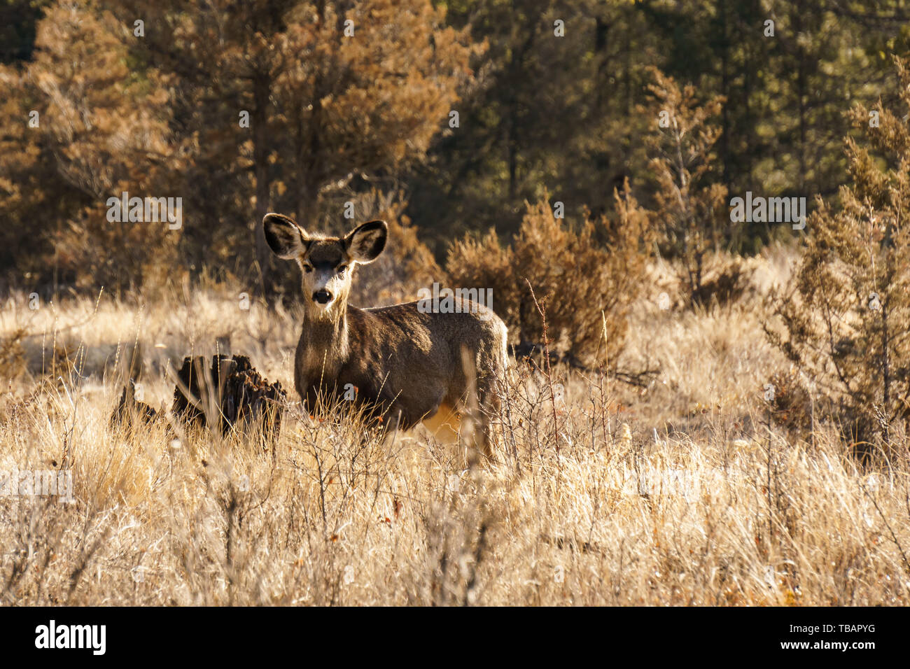 Black tailed buck hi-res stock photography and images - Alamy