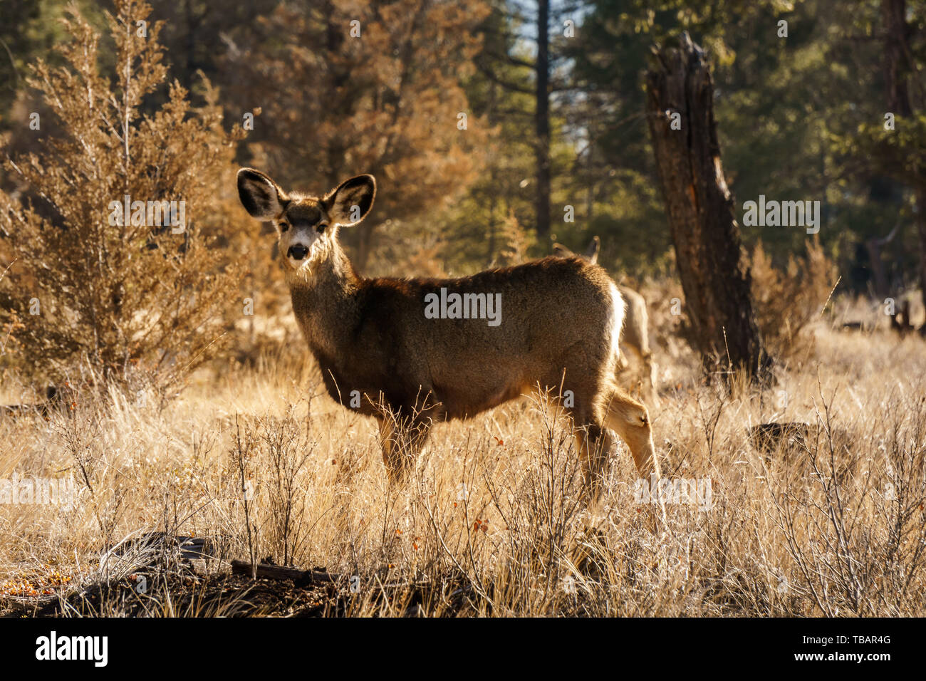 White tailed deer animal hi-res stock photography and images - Alamy