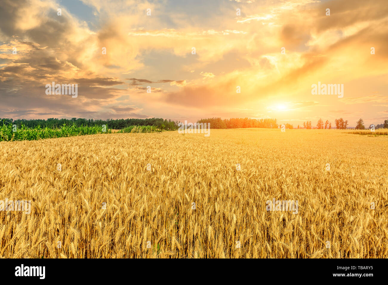 Wheat crop field sunset landscape Stock Photo - Alamy