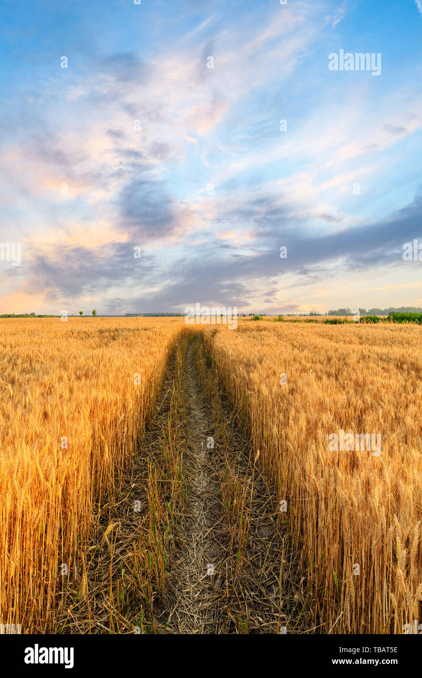 Field road and yellow wheat fields at sunset Stock Photo - Alamy