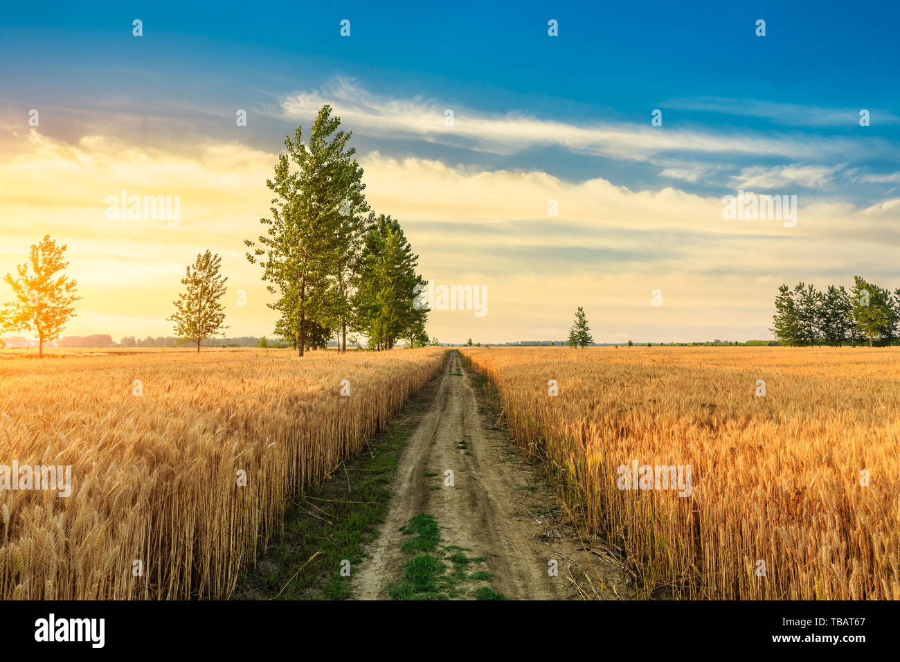 Field road and yellow wheat fields at sunset Stock Photo - Alamy