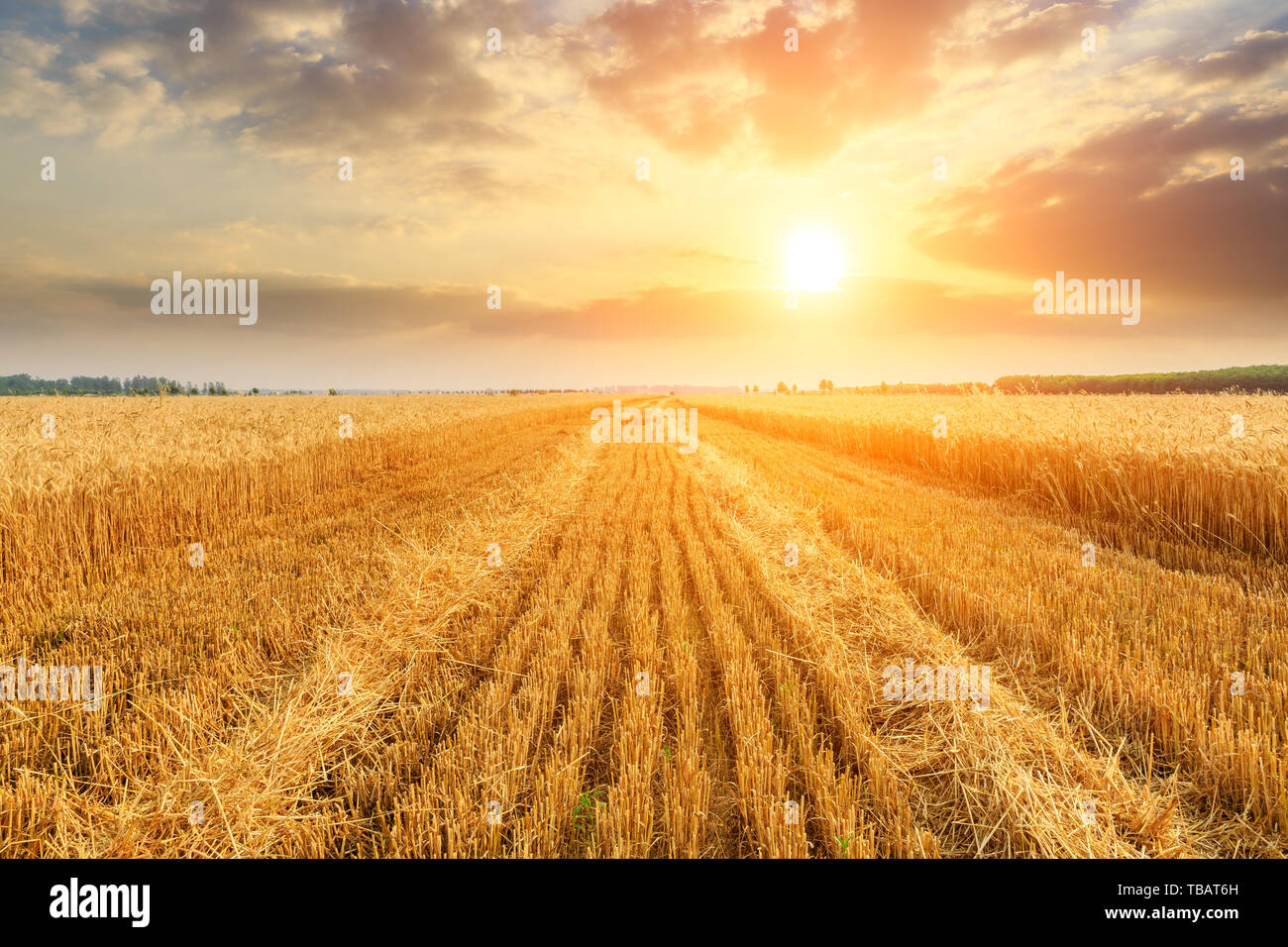 Wheat crop field sunset landscape Stock Photo - Alamy