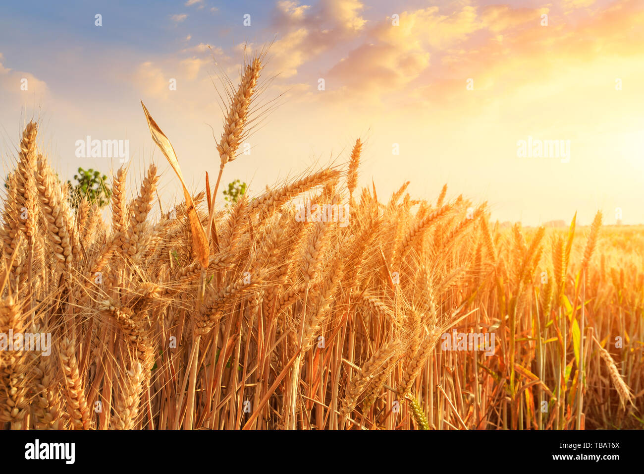 Wheat crop field sunset landscape Stock Photo - Alamy