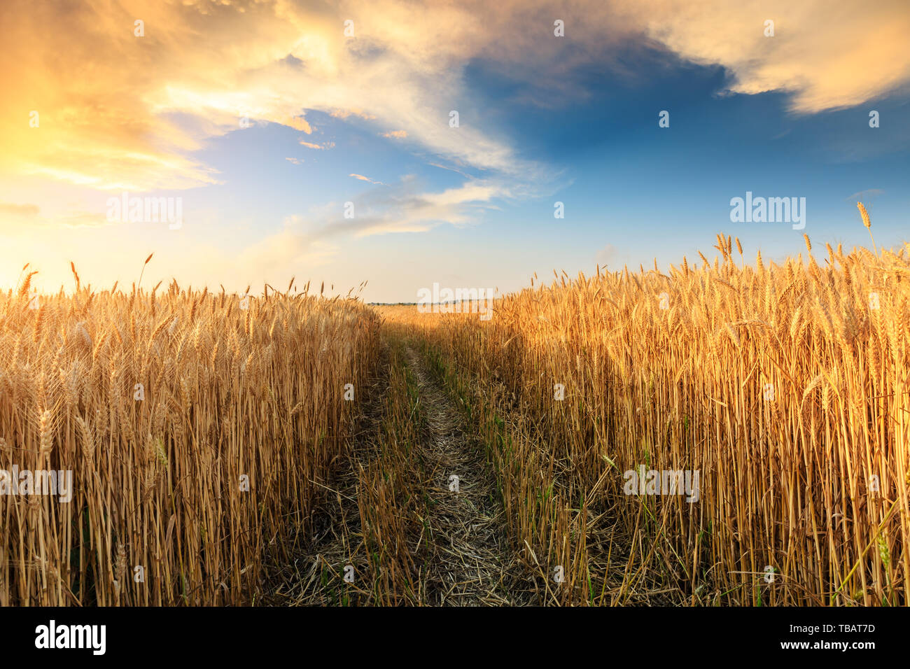 Field road and yellow wheat fields at sunset Stock Photo - Alamy