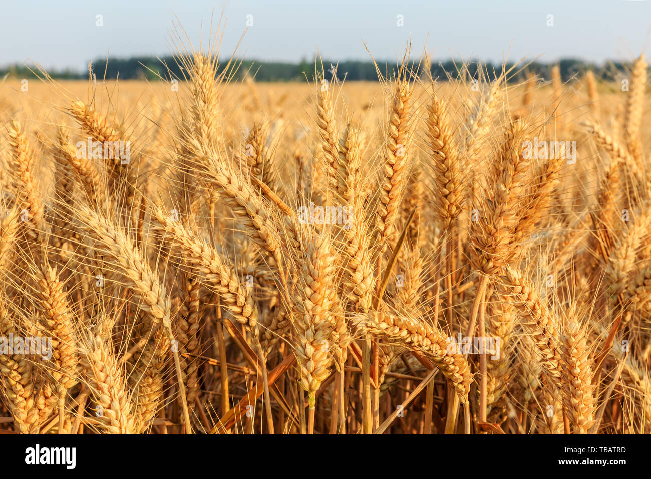 yellow wheat field natural landscape Stock Photo - Alamy