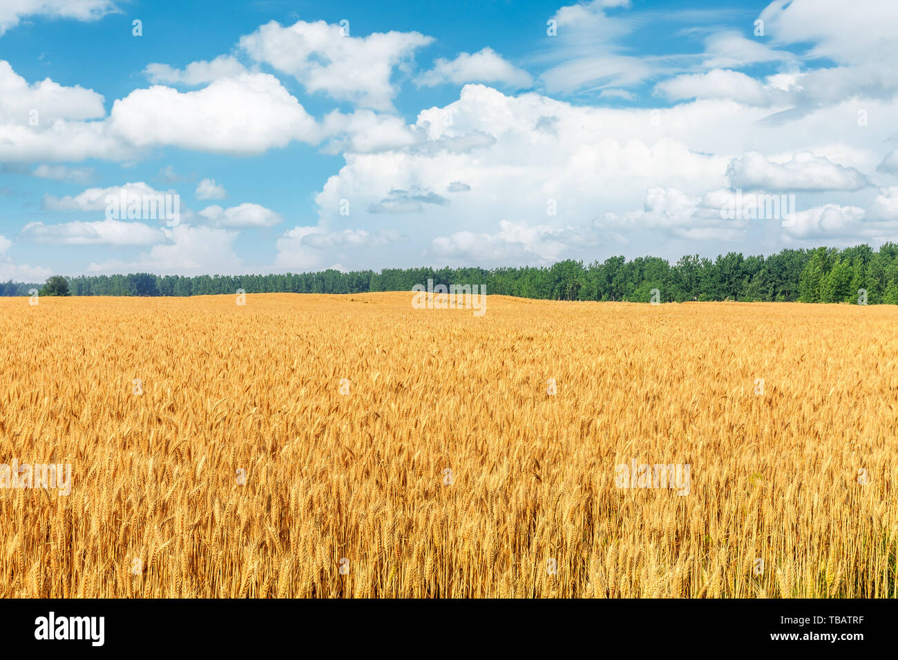Yellow wheat field and blue sky Stock Photo - Alamy