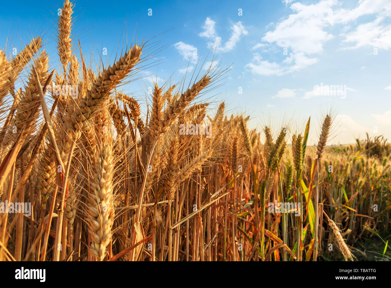 Field of golden wheat hi-res stock photography and images - Alamy