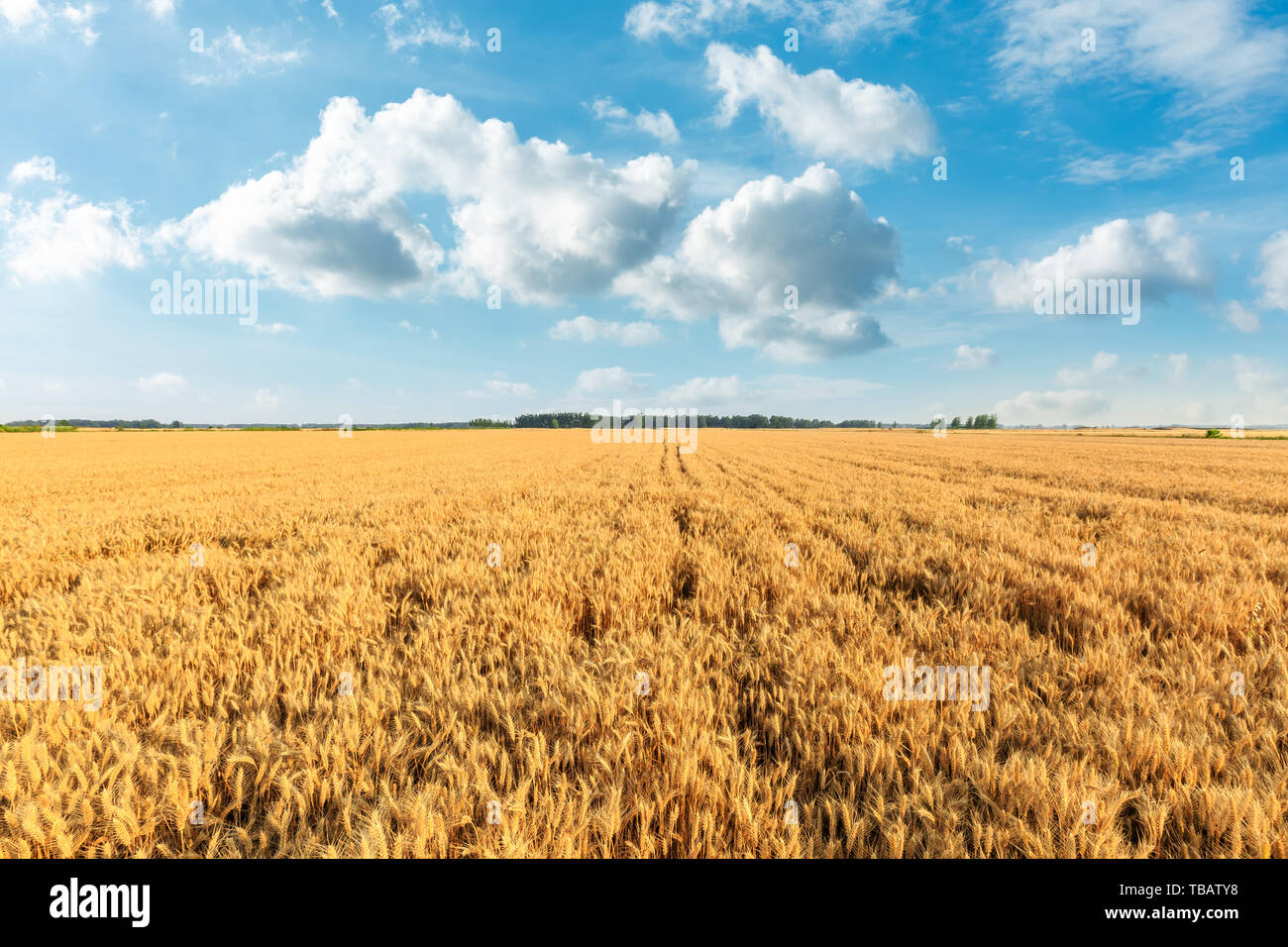 Yellow wheat field and blue sky Stock Photo - Alamy