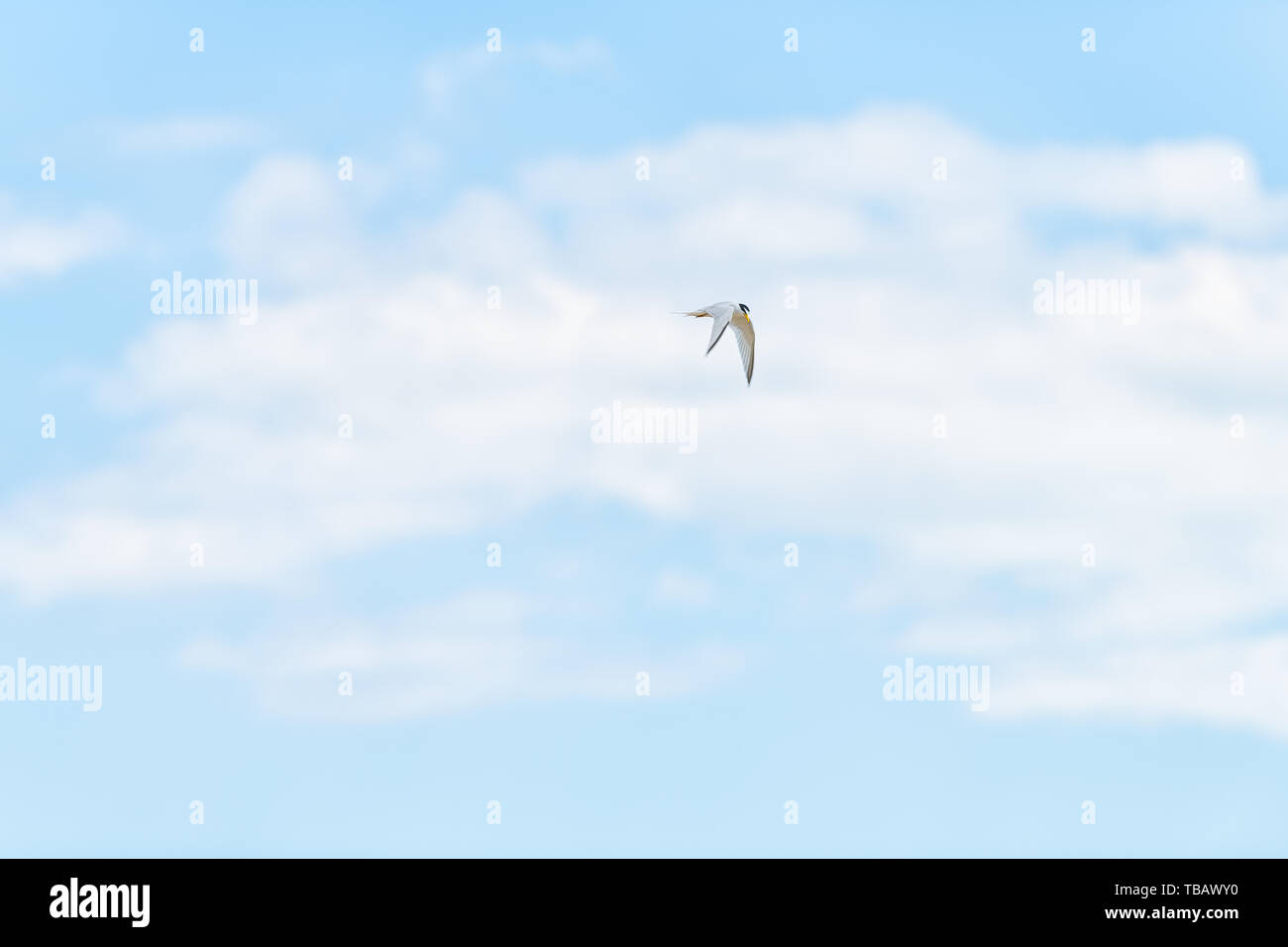 One least tern seagull flying isolated against cloudy blue sky with ...