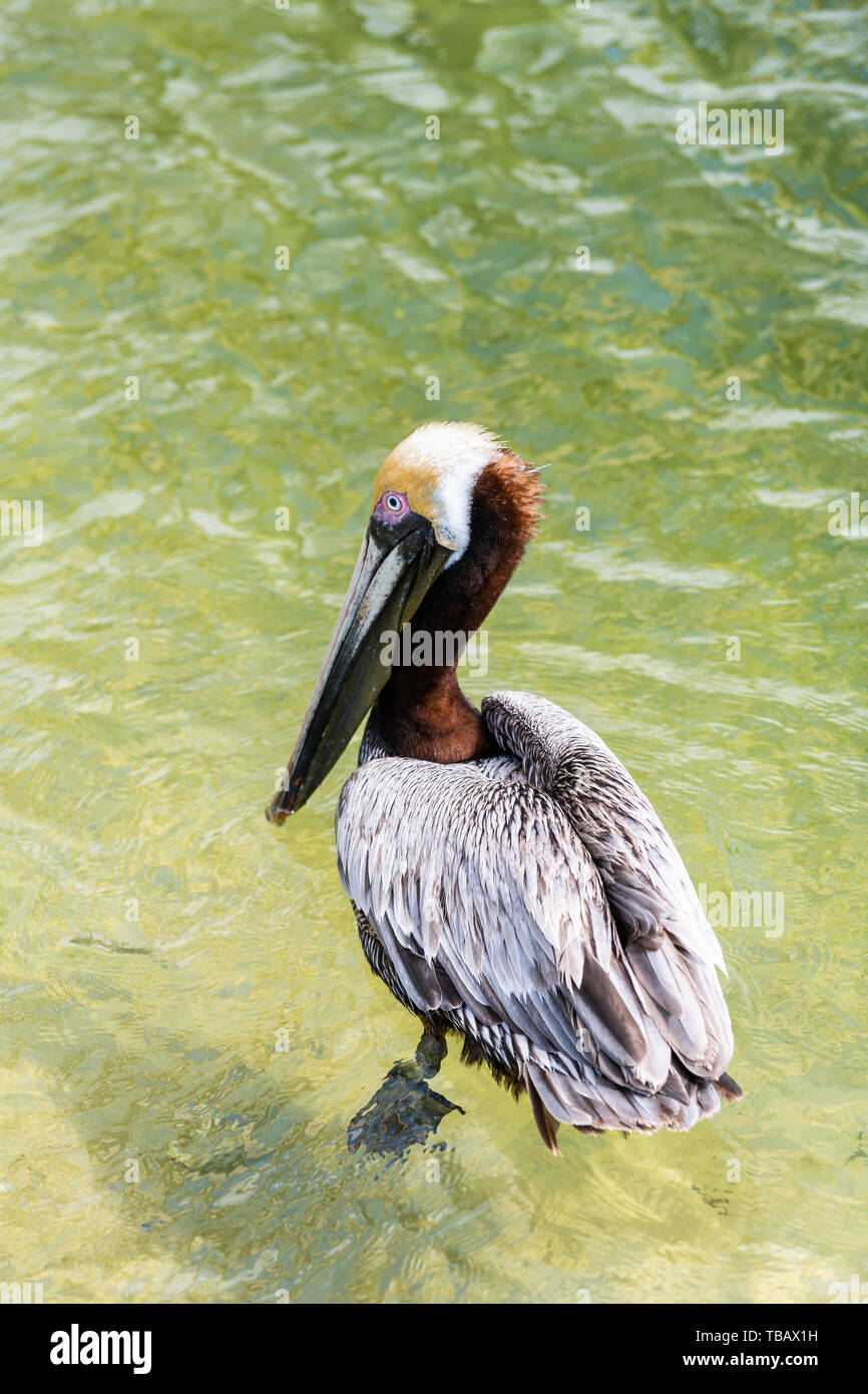 One young Juvenile Eastern Brown Pelican bird portrait closeup isolated ...