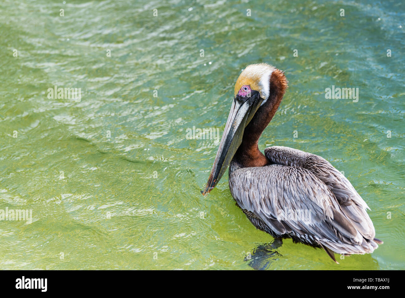 One young Juvenile Eastern Brown Pelican bird portrait closeup isolated ...