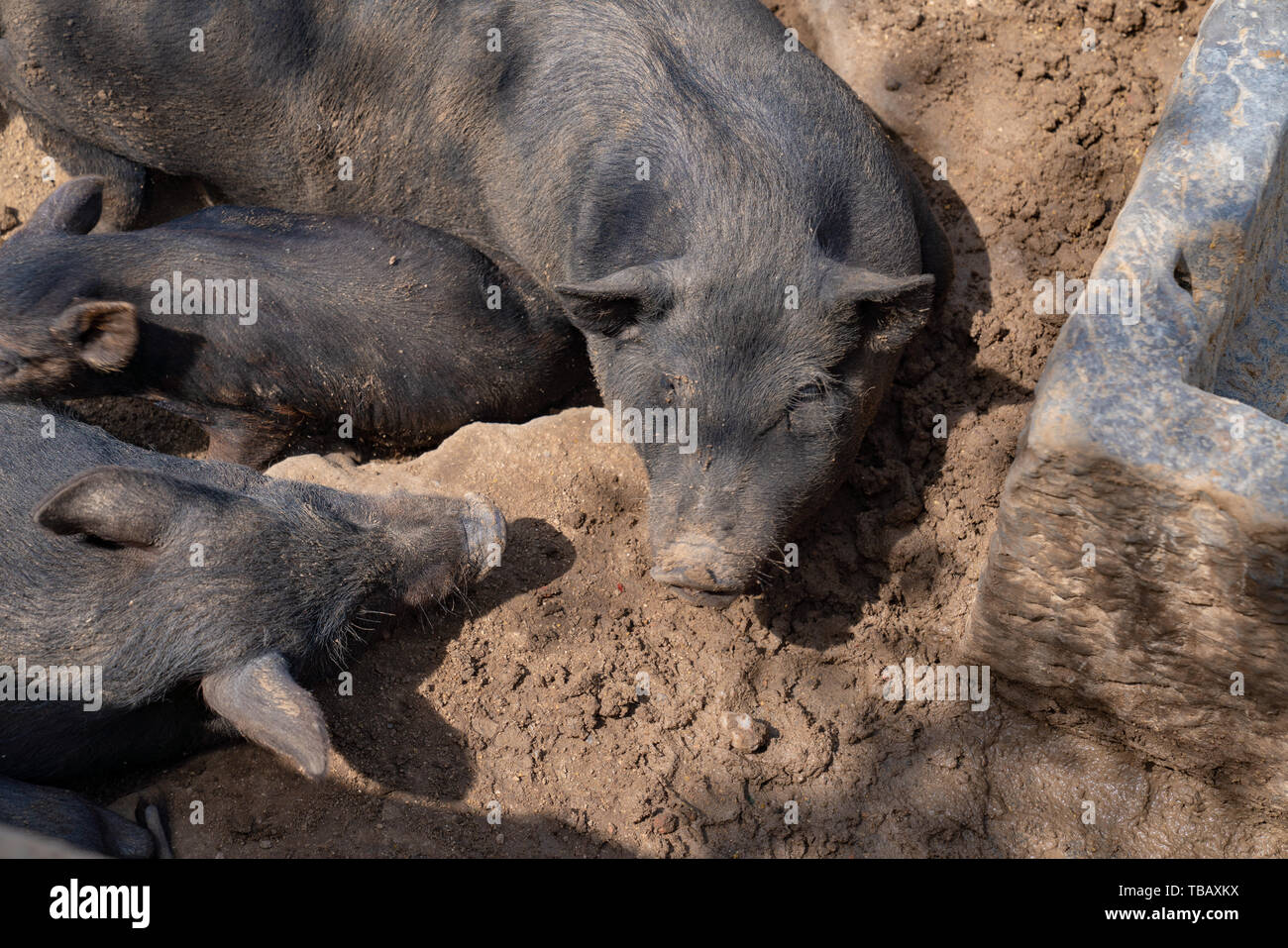 Greedy pig hi-res stock photography and images - Alamy