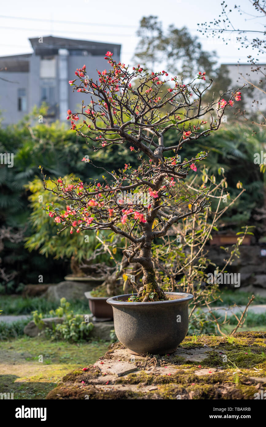 Sichuan potted plants hi-res stock photography and images - Alamy