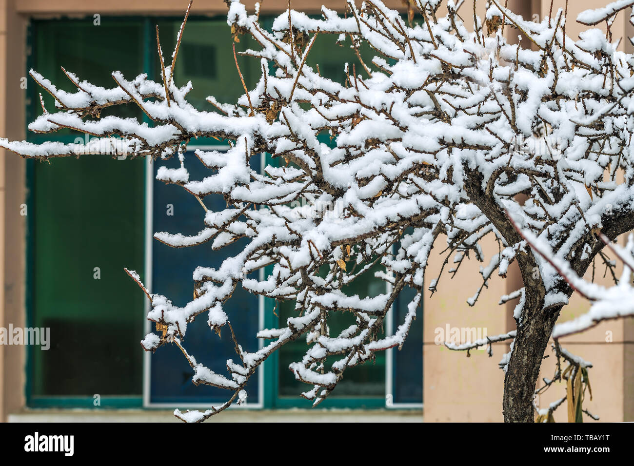 The beautiful scenery of the branches of the community after the snow ...
