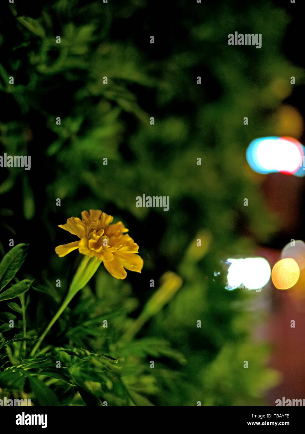 Small species of marigold Stock Photo - Alamy