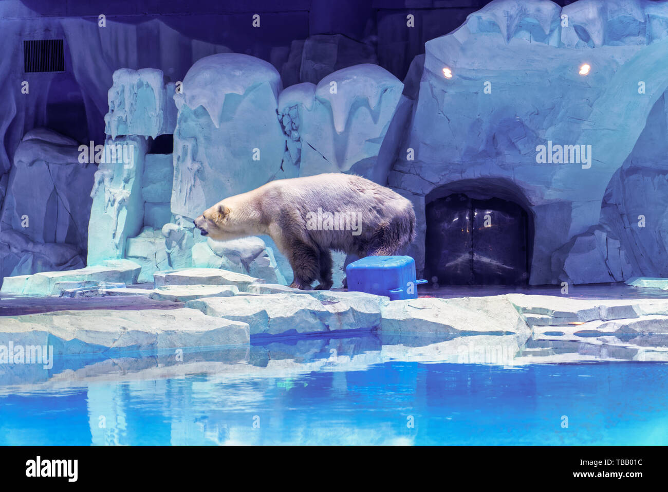 Sea animal museum hi-res stock photography and images - Alamy