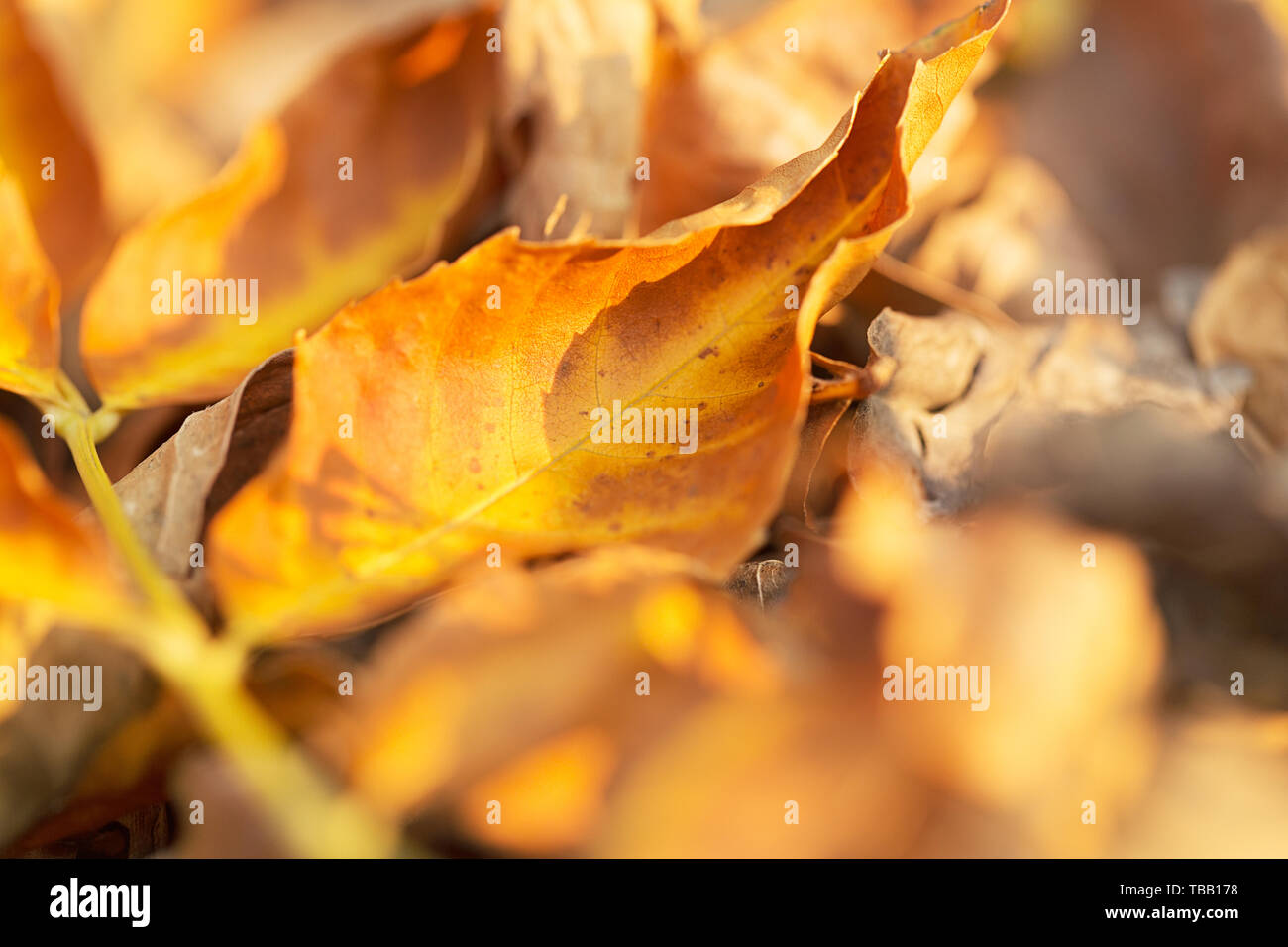 Autumn plant growth Stock Photo - Alamy