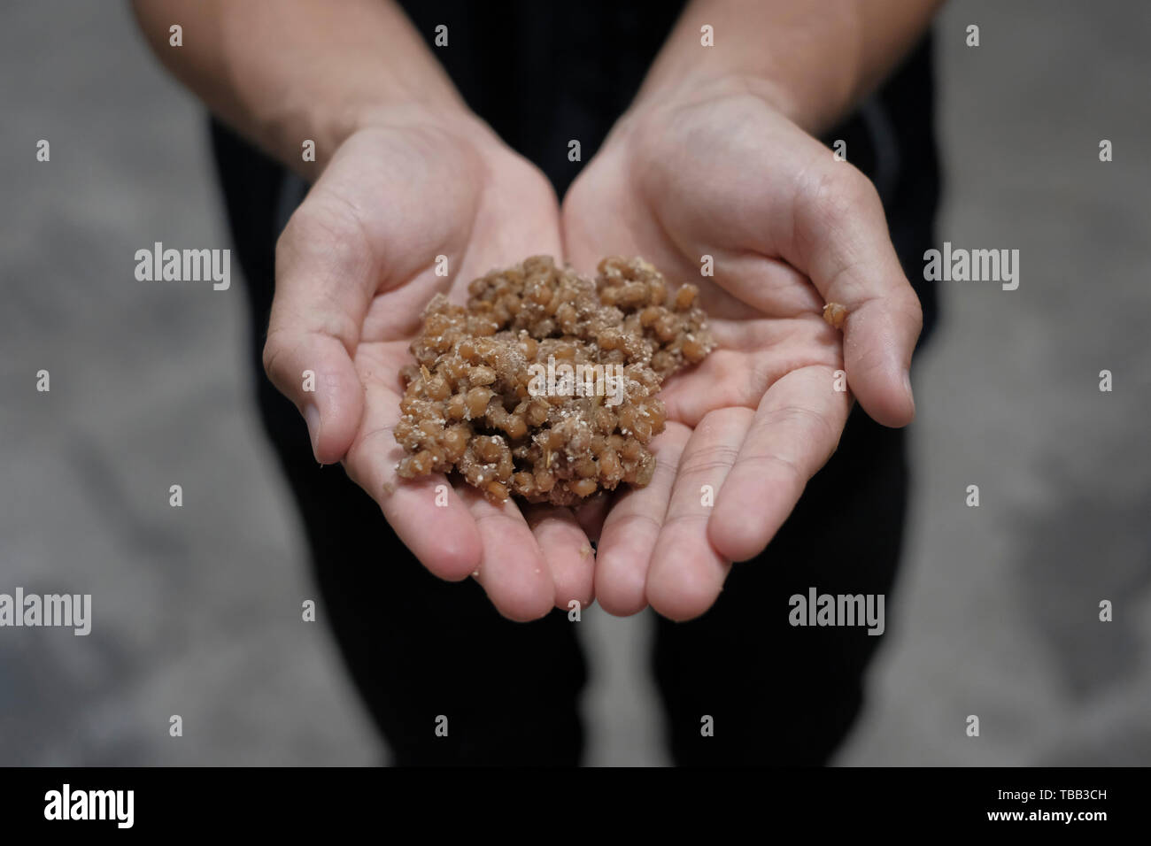 Man holds wheat grains in Kinmen Kaoliang Liquor Distillery which makes ...